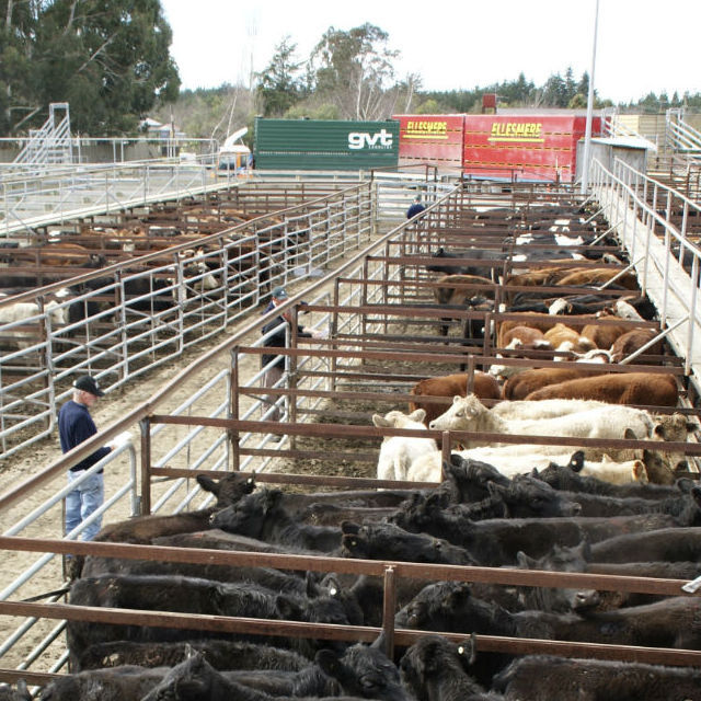 Canterbury Central Saleyards Ltd - Canterbury Central Sale Yards Ltd